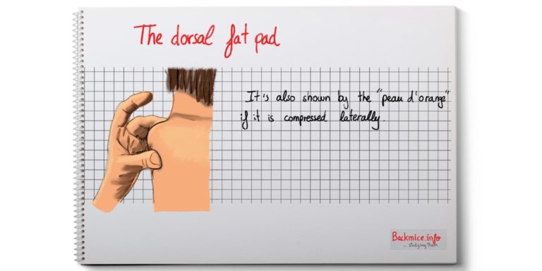 fibro-fatty tissue | backmice.info