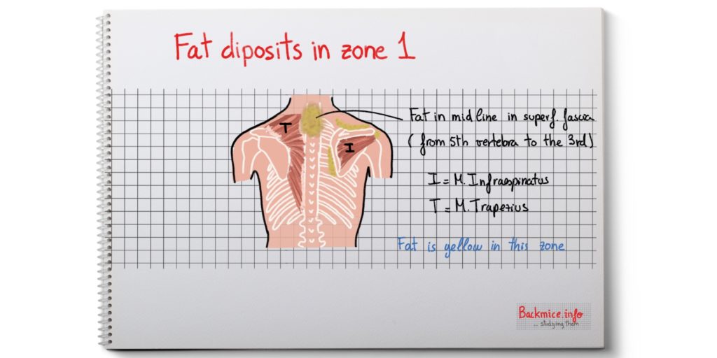 Fibrositis of the back (or back mice) | backmice.info