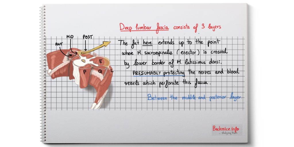 Fibrositis of the back (or back mice) | backmice.info