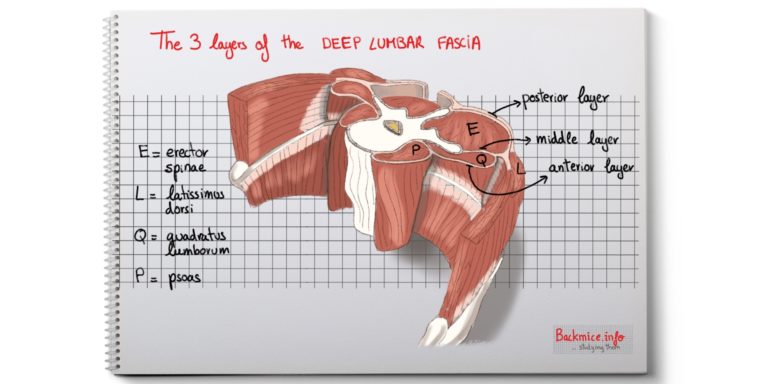 Fibrositis of the back (or back mice) | backmice.info