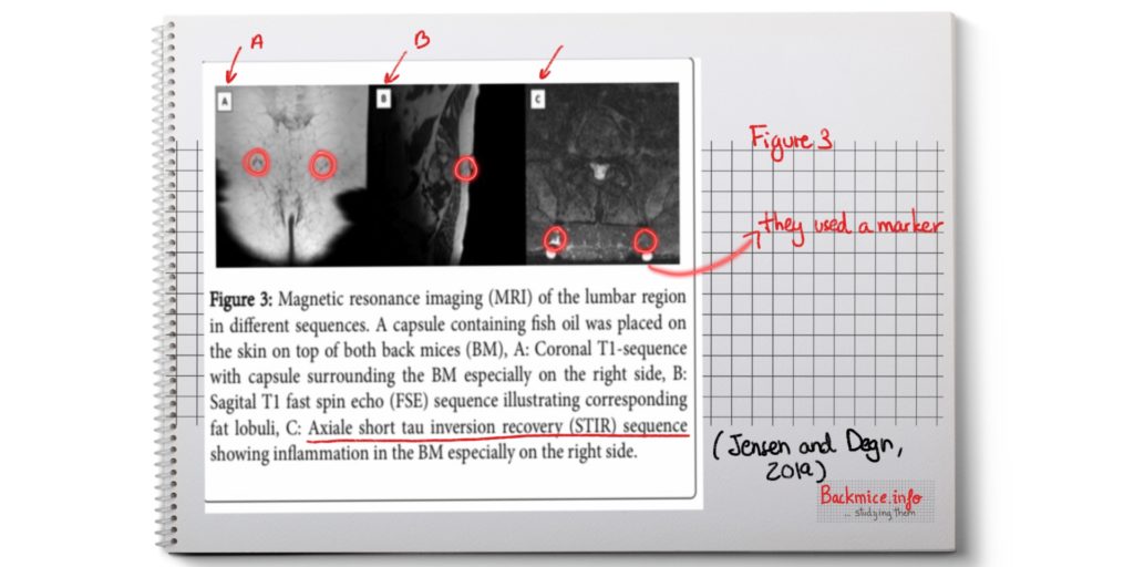 2019 Jensen and Degn – Back Mice Visualized Using Magnetic Resonance ...