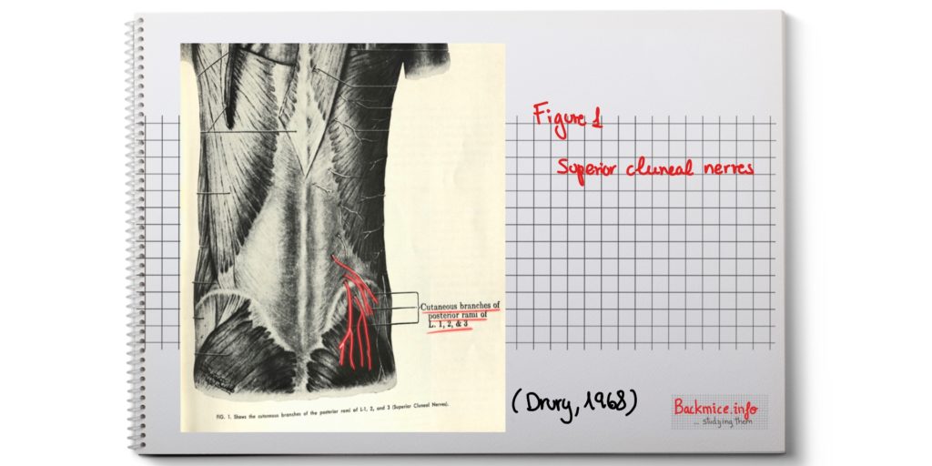 1968 Drury – Superior Cluneal Nerves | backmice.info